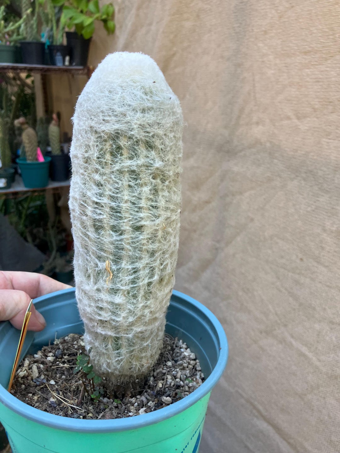 Espostoa Lanata Old Man of the Mountain 9.5 Tall This Plant - Etsy