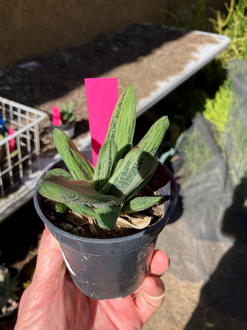 Gasteria Little Warty 3" Wide This Exact Plant - Etsy