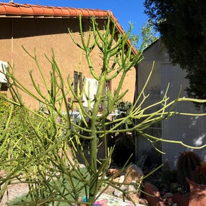 Euphorbia Tirucalli Pencil Cactus 39" Tall 27" Wide This Plant - Etsy