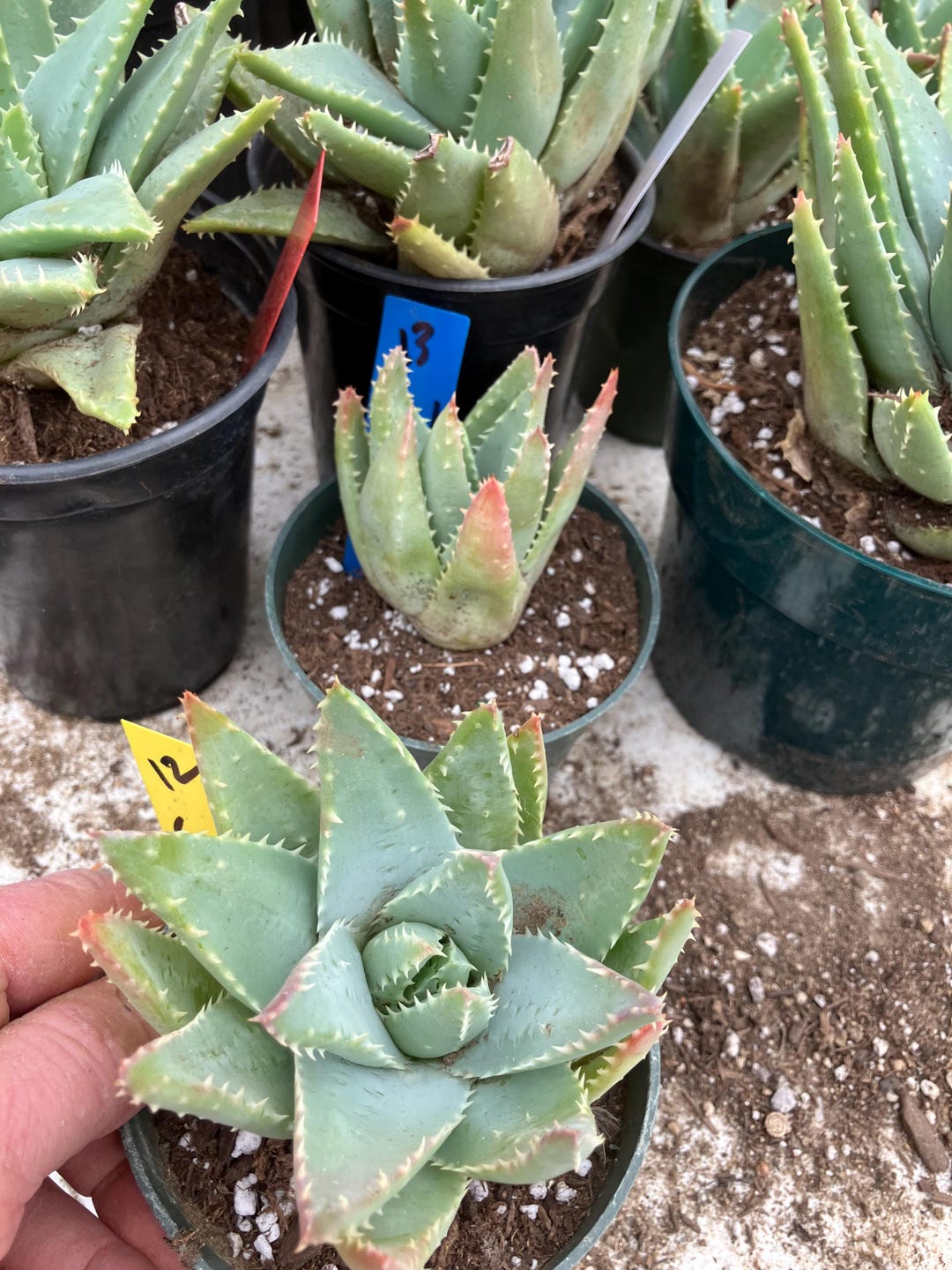 Aloe~ Brevifolia Crocodile Short-leaf Aloe Clustering Succulent Plant ...
