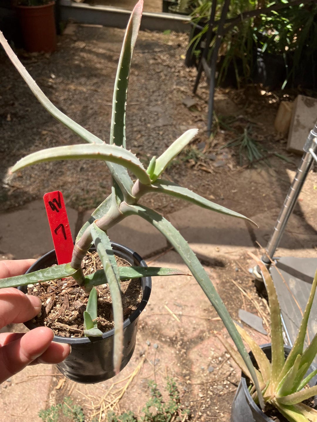 Cotyledon Orbiculata Var Oblonga Flavida Aloe “finger” 7”tall Succulent ...