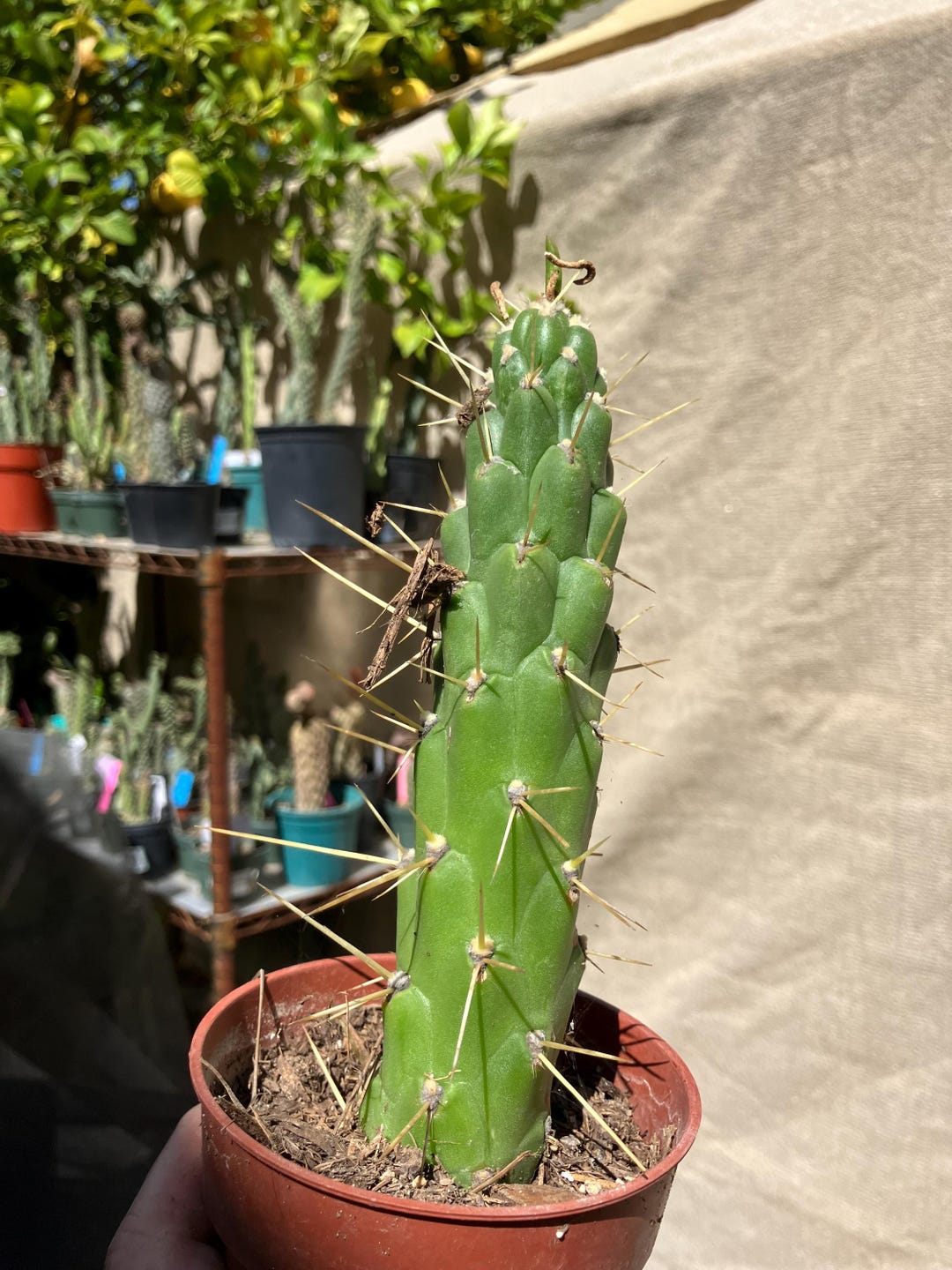 Austrocylindropuntia Subulata F. Monstrose Full Size Eve's Needle ...