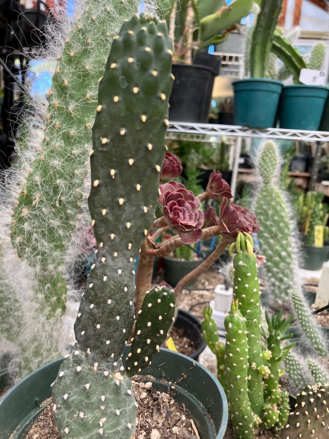 Opuntia Consolea Roadkill Cactus 7”tall This Plant - Etsy