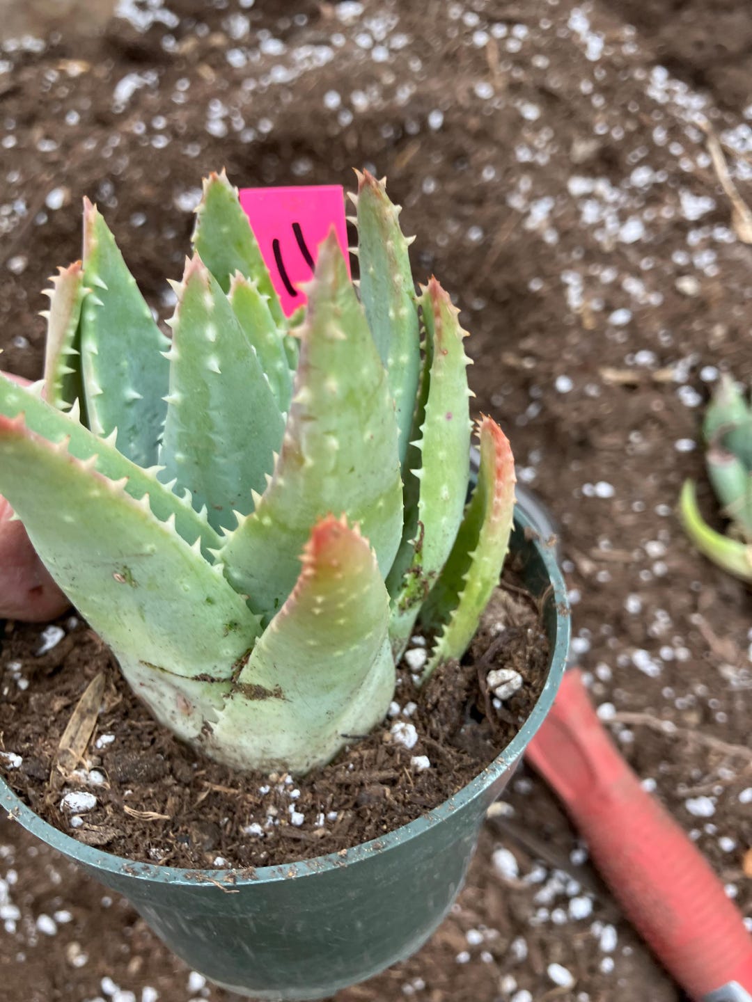 Aloe~ Brevifolia Crocodile Short-leaf Aloe Clustering Succulent Plant ...