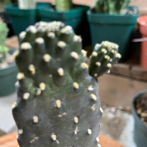Opuntia Consolea Roadkill Cactus 6”tall This Plant - Etsy