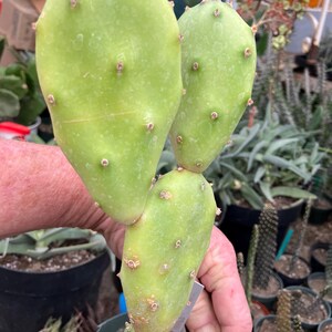 Opuntia Canterae Elata Ground Crawling Cactus 9" Tall This Plant - Etsy
