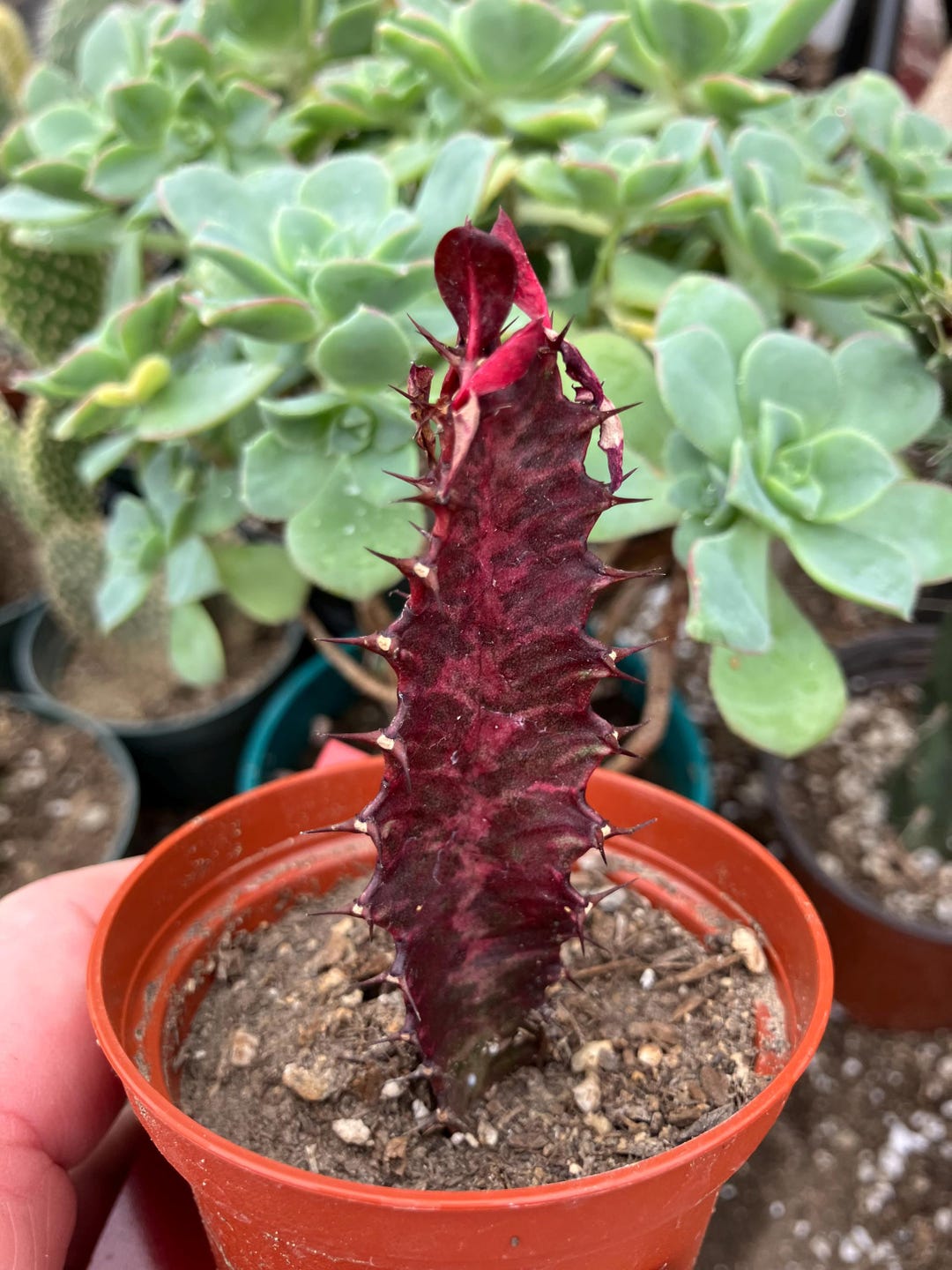 Euphorbia Trigona Rubra Royal Red 3" Tall "this Plant" Starter - Etsy