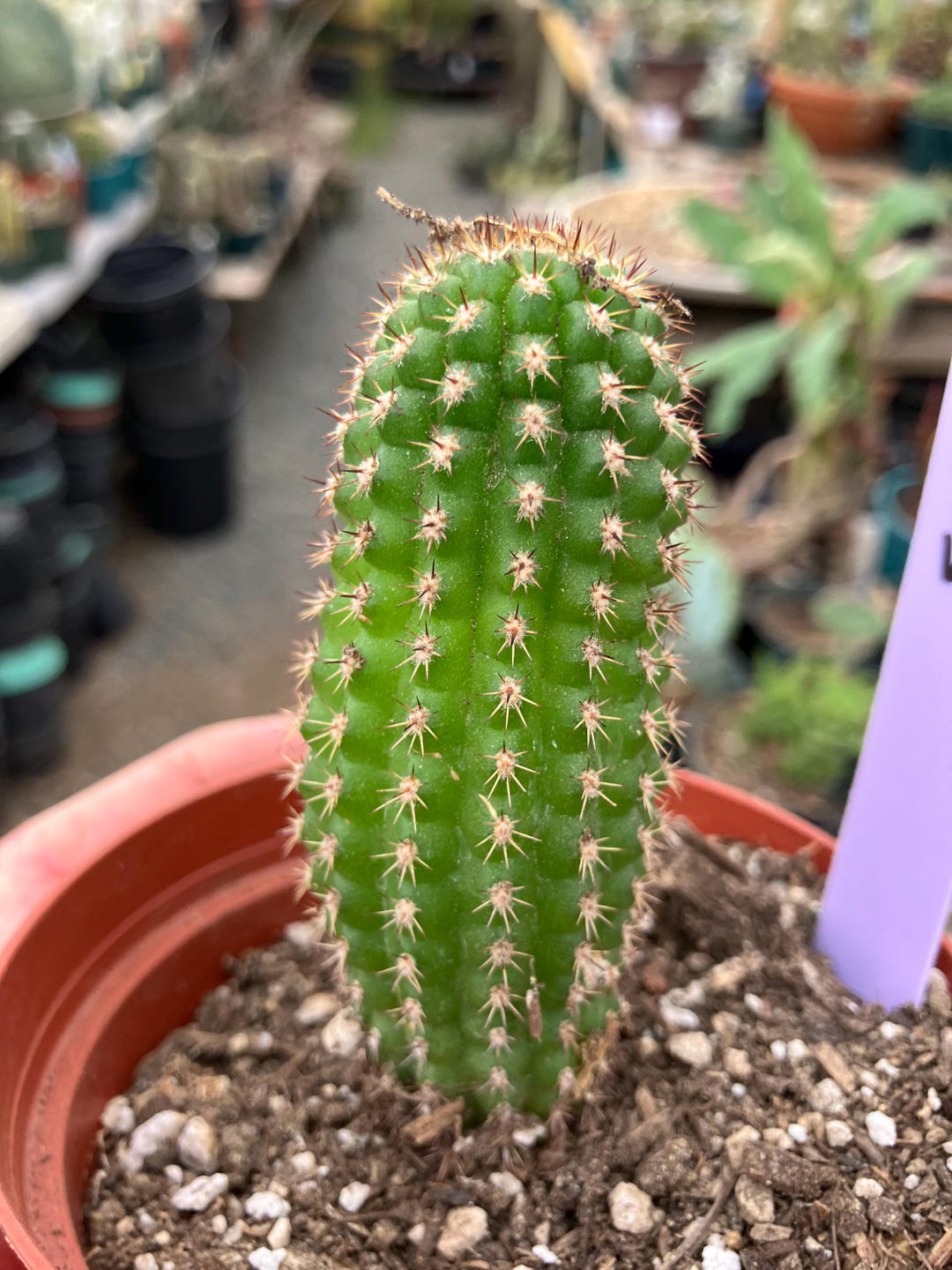 Pachycereus Pecten~ Aboriginum Hairbrush Cactus 4" Tall This Plant - Etsy