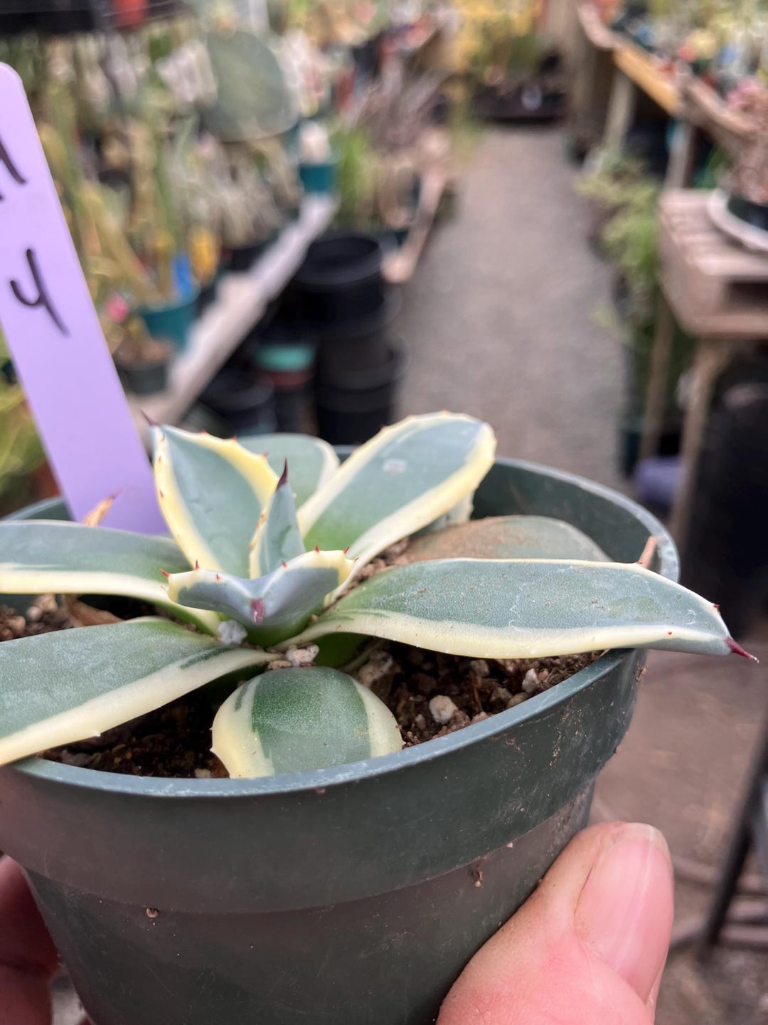 Agave Applanta Cream Spike 4”wide This Plant - Etsy
