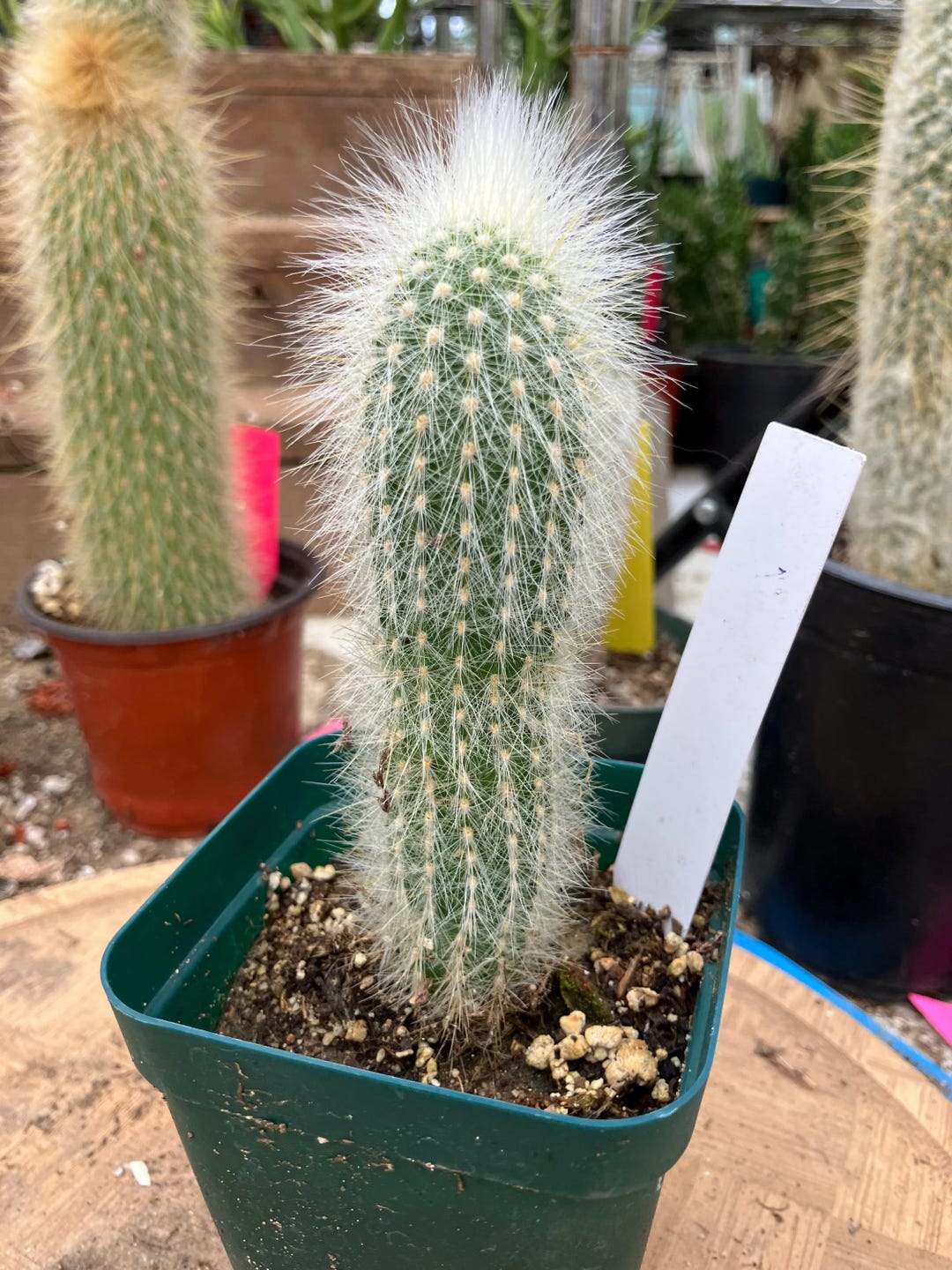 Cleistocactus Strausii Snow Pole Cactus 4.5" Tall This Exact Plant ...