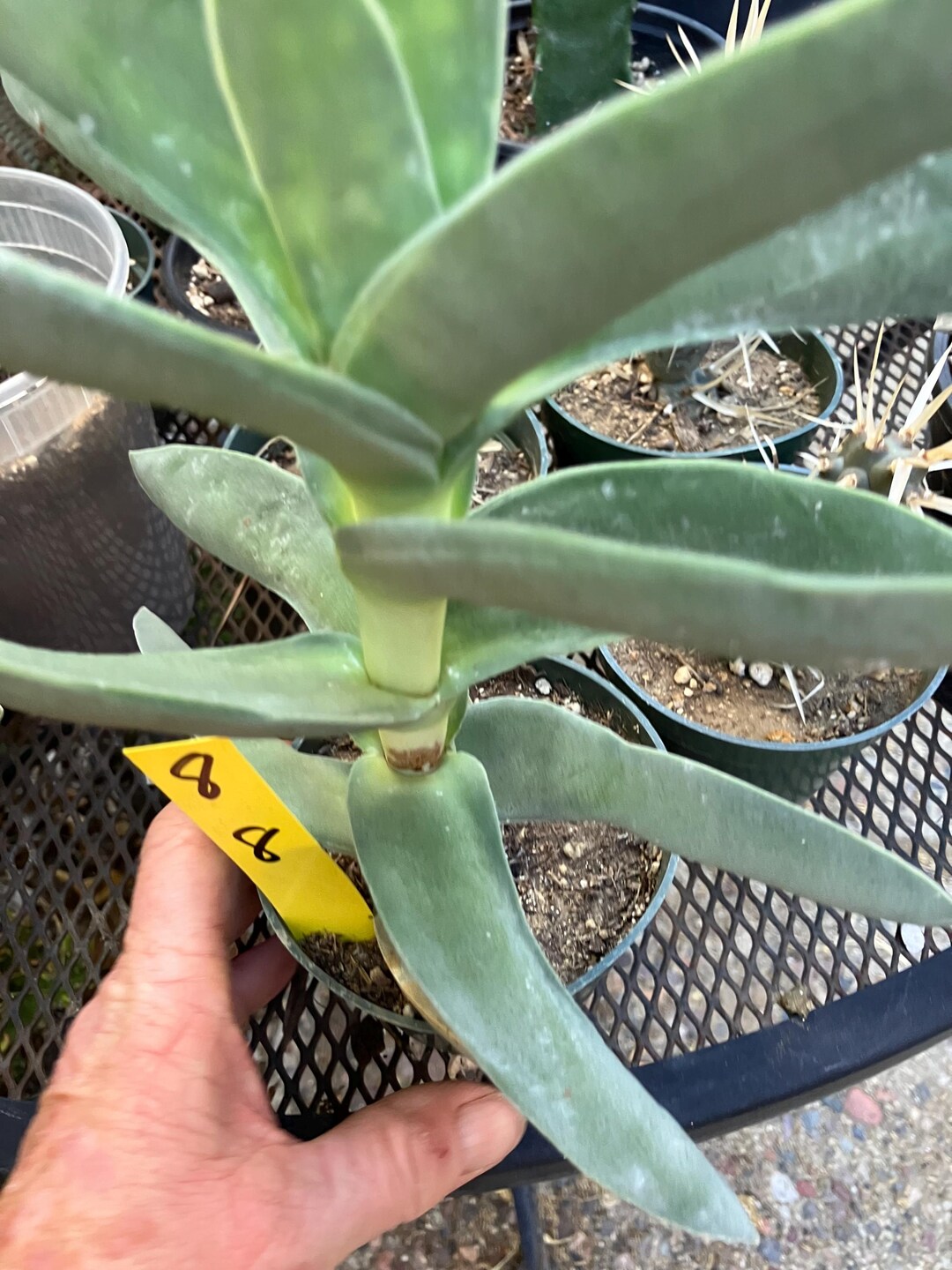 Crassula Falcata Propeller, Airplane Plant Succulent 8"tall "this Plant ...