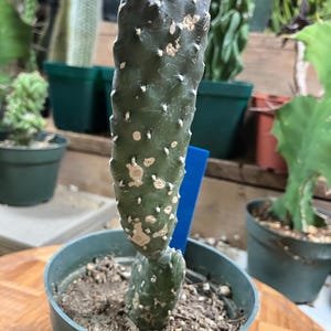 Opuntia Consolea Roadkill Cactus 6.5”tall This Plant - Etsy
