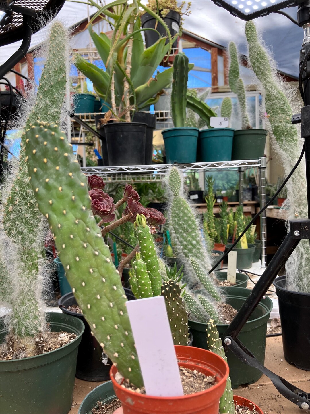 Opuntia Consolea Roadkill Cactus 7.5”tall This Plant - Etsy