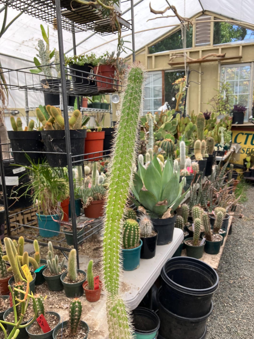Nyctocereus Serpentinus~ Serpent Cactus Hanging or Ground Crawling Type ...