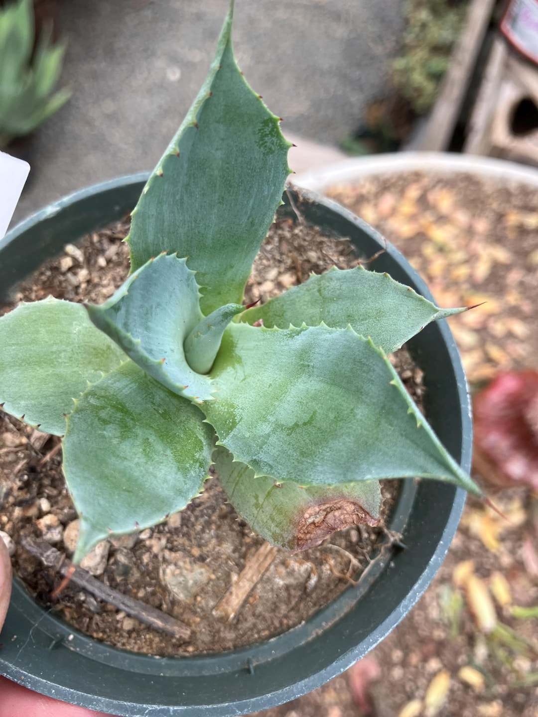 Agave Confederate Rose Hybrid 3" Wide This Plant - Etsy