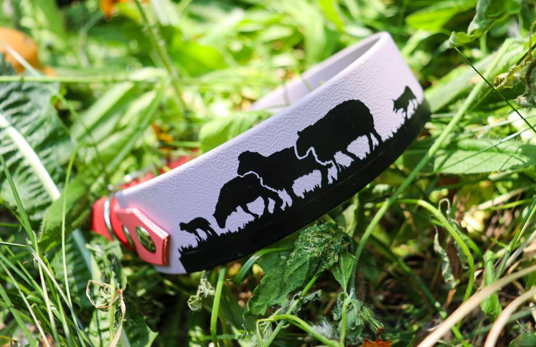Herding Sheep Collar - Biothane 1 Inch Basic Buckle Collar - Dog Collar ...