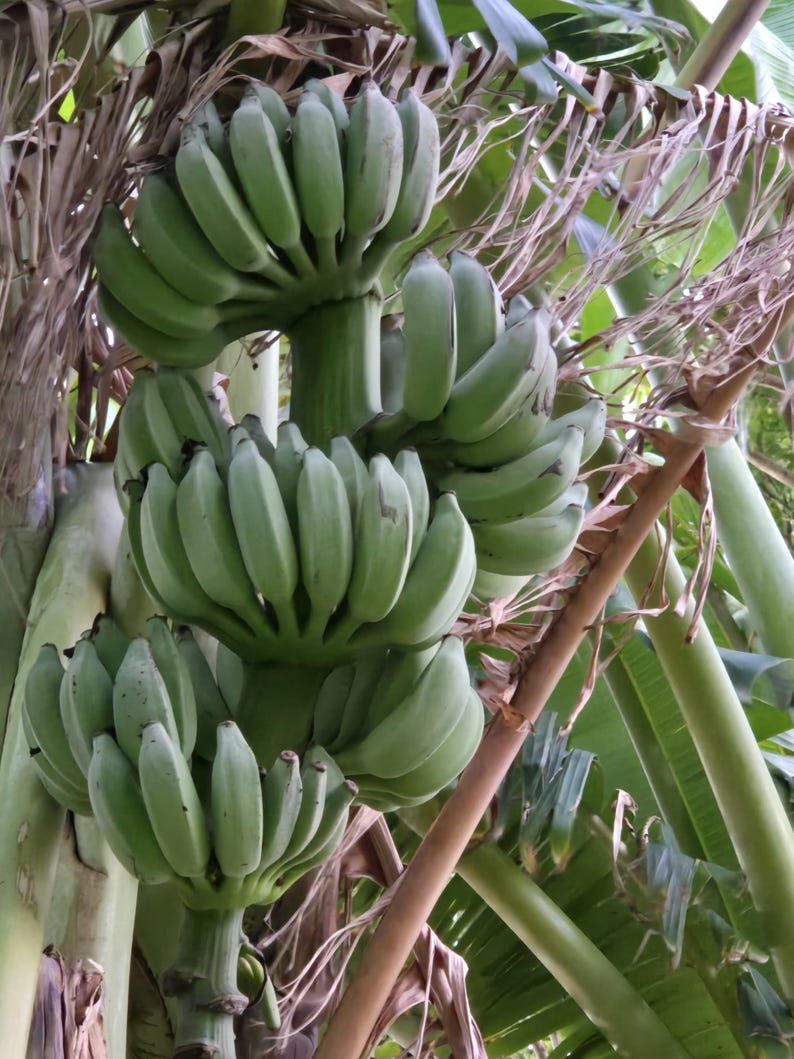 One Fresh 4.2 Pound, 17 Inch Long 6 Inch Thick Banana Stembanana Plant ...