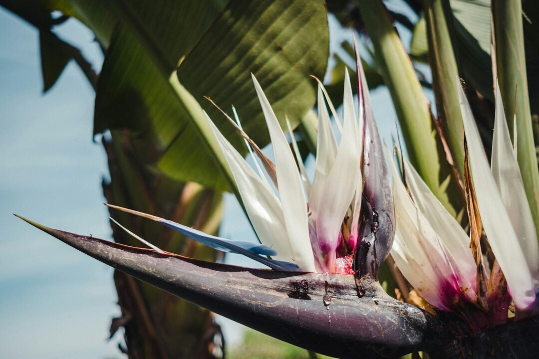 Strelitzia Nicolai - Giant White Bird of Paradise Seeds - Etsy