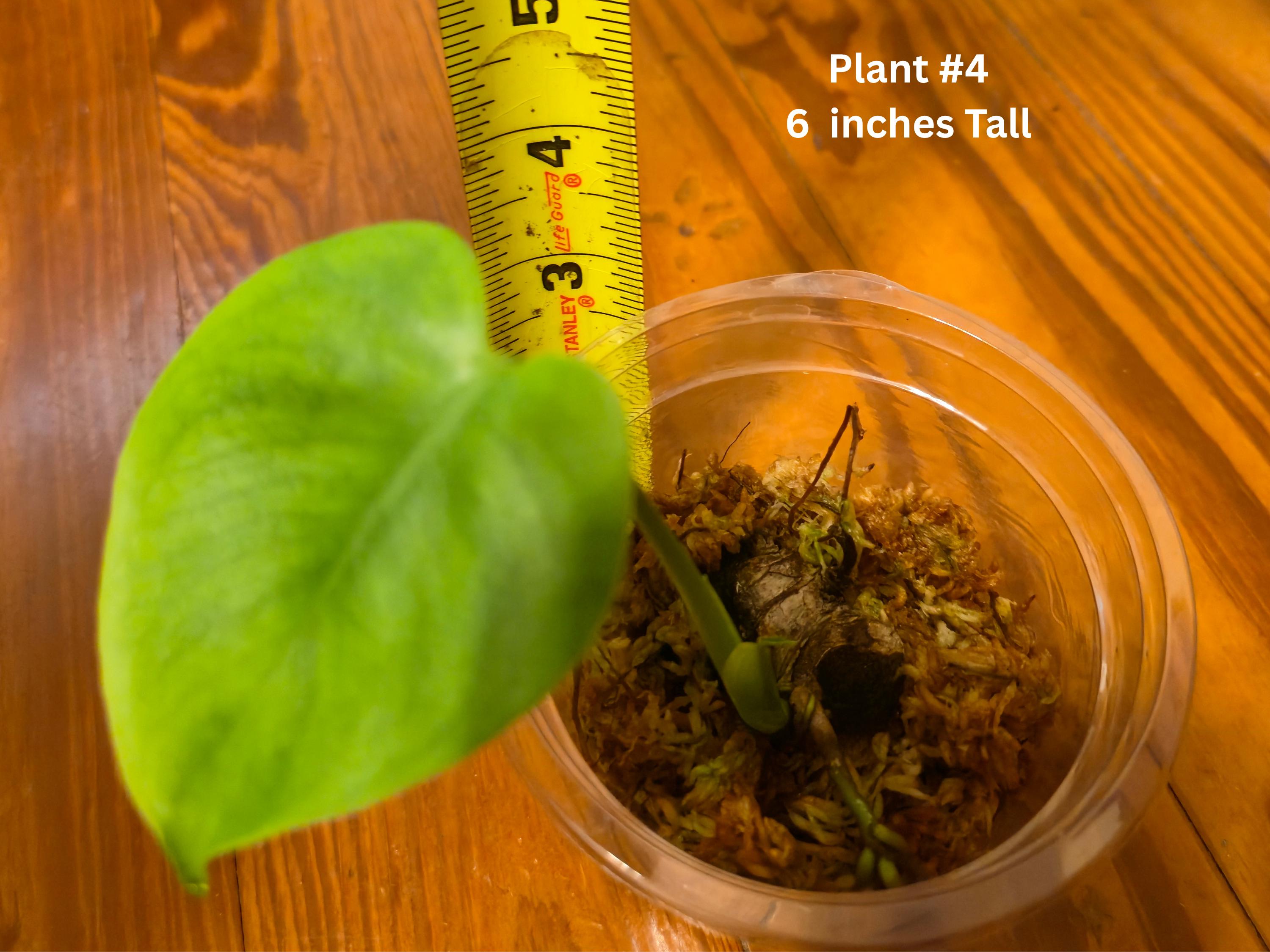 Baby Monstera Deliciosa Plants in Sphagnum Moss, Exotic House Plant Lot ...