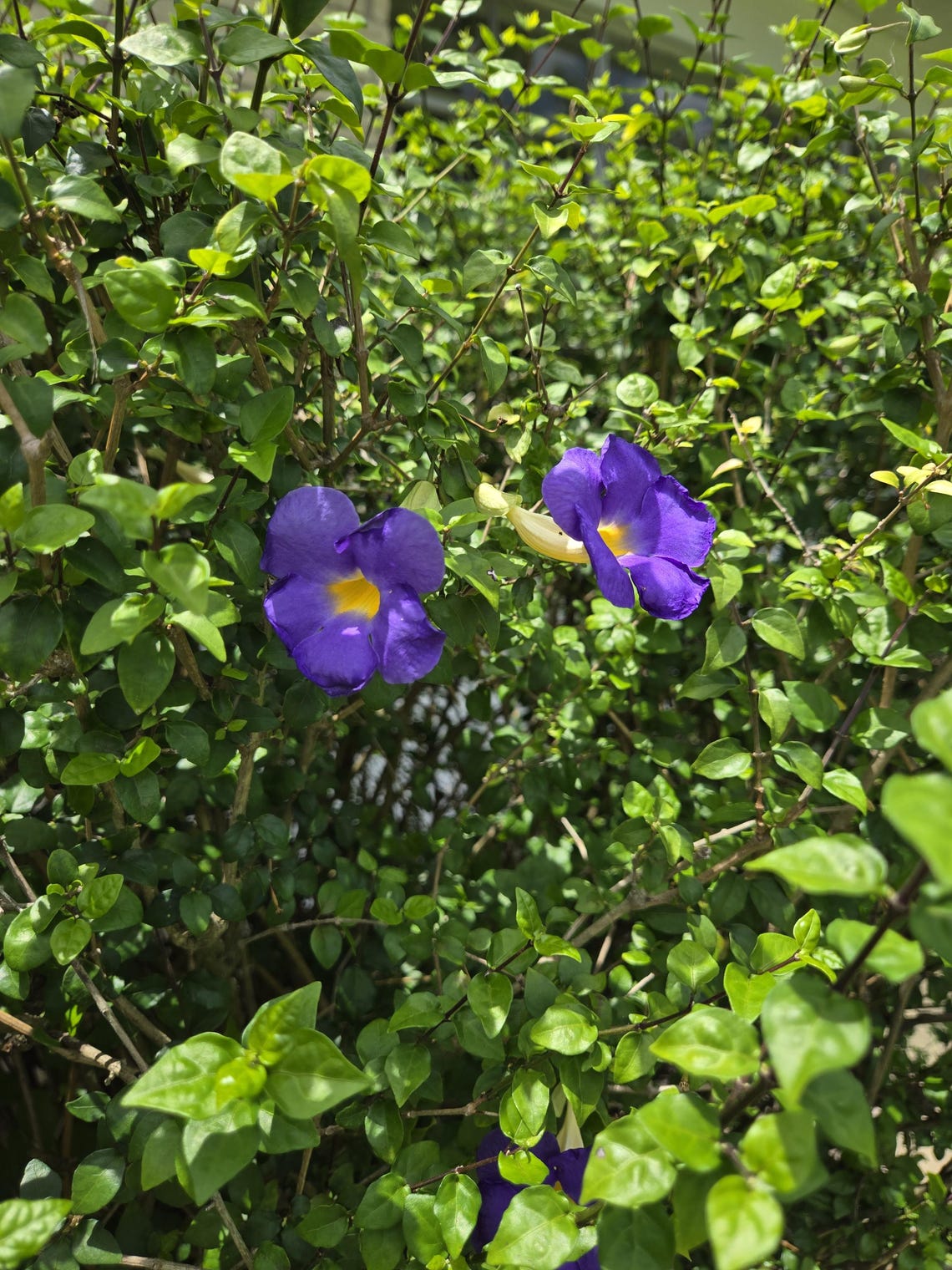 Kings Mantle thunbergia Erecta 2 Cuttings - Etsy
