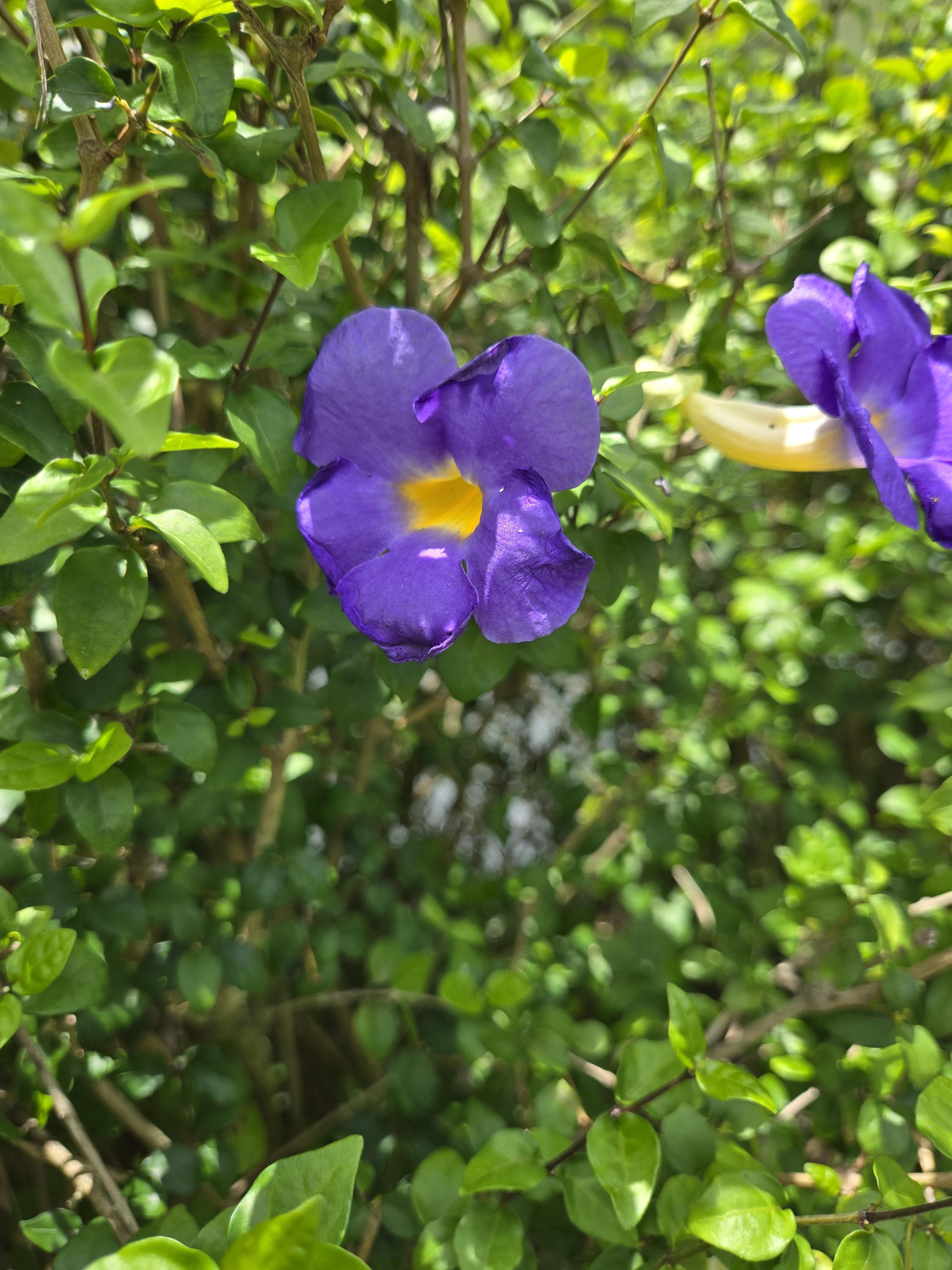 Kings Mantle thunbergia Erecta 2 Cuttings - Etsy