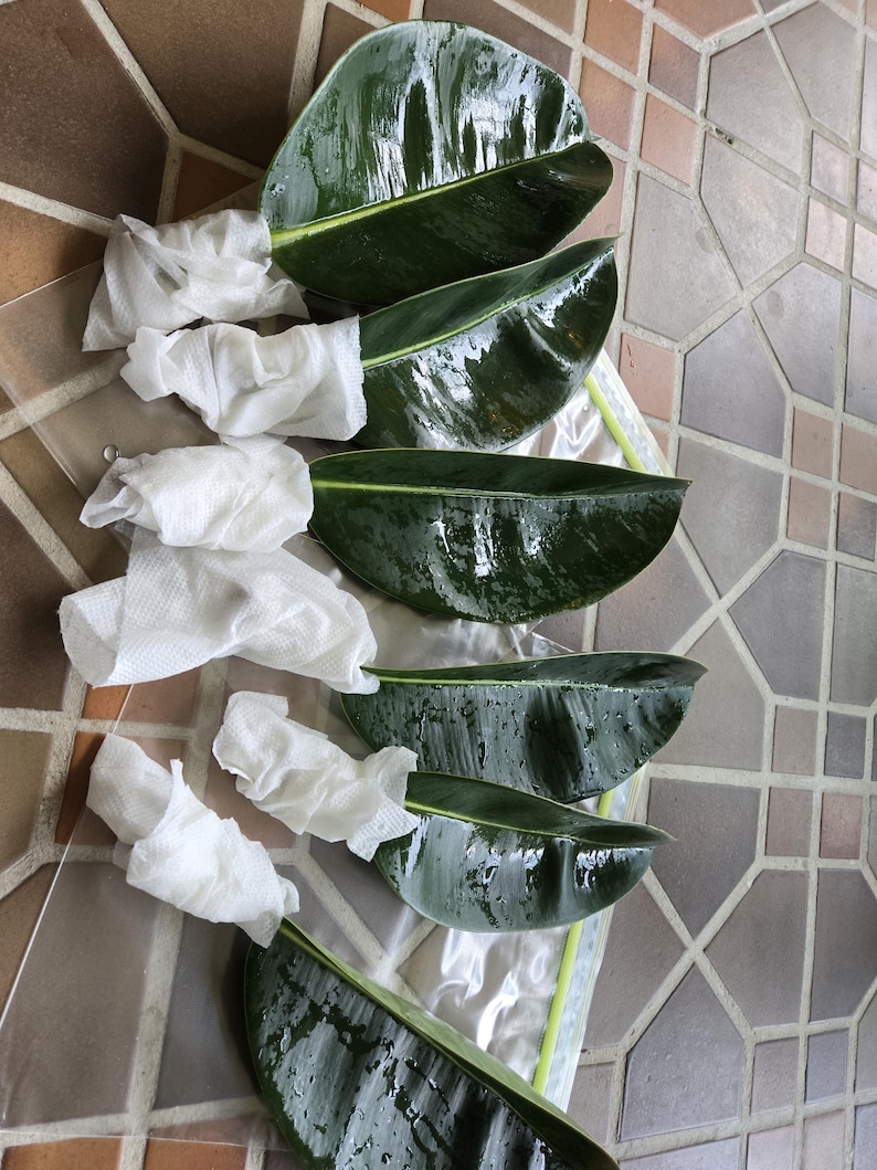 Live Ficus Elastica Rubber Plant Node Cutting for Propagation – Starter ...