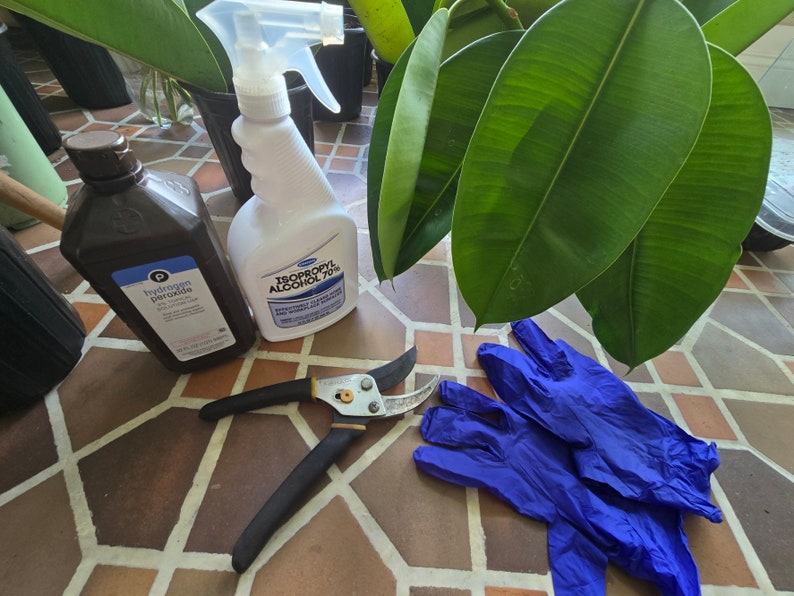 Live Ficus Elastica Rubber Plant Node Cutting for Propagation – Starter ...