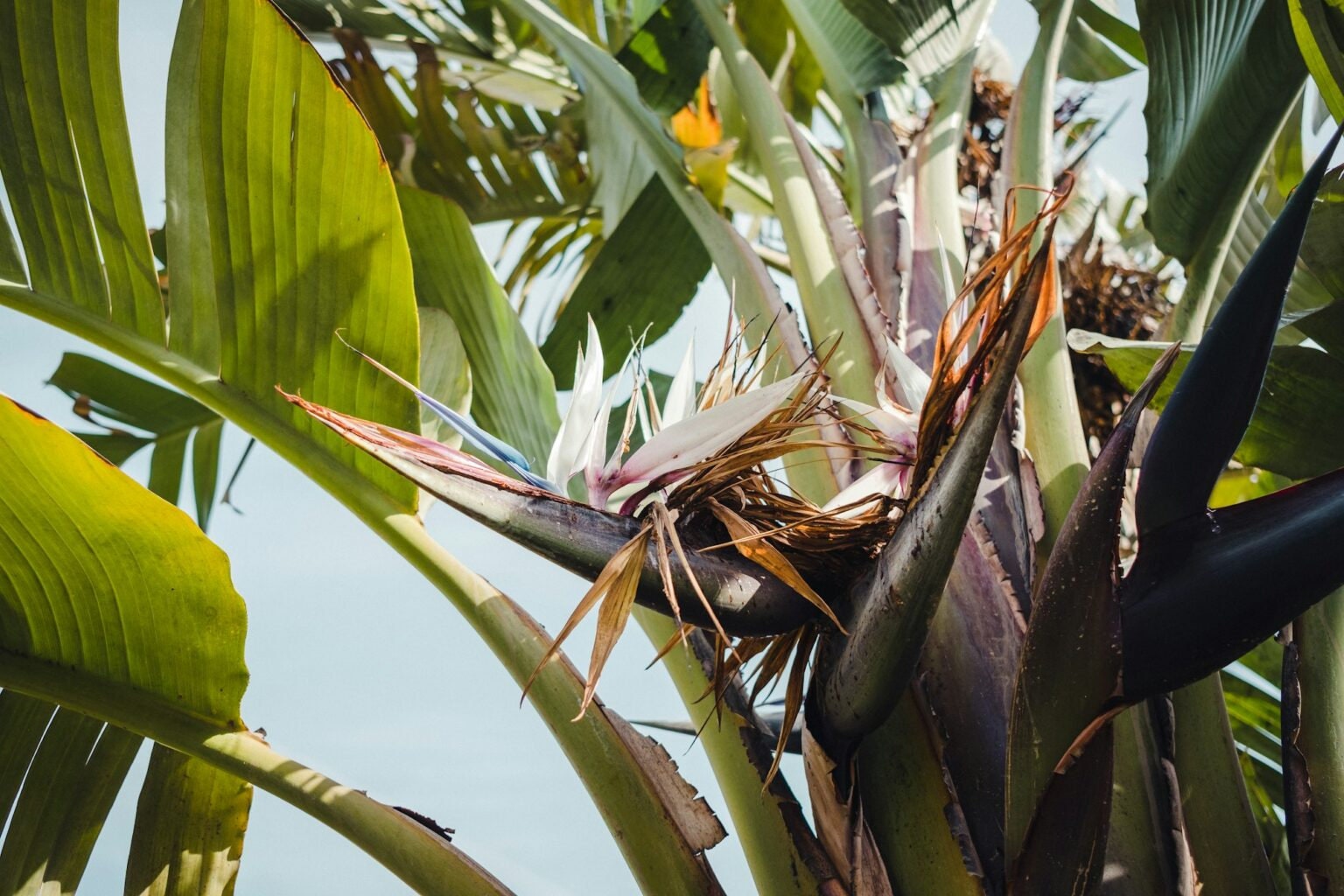 Strelitzia Nicolai - Giant White Bird of Paradise Seeds - Etsy