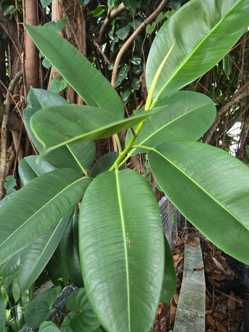 Live Ficus Elastica Rubber Plant Node Cutting for Propagation – Starter ...