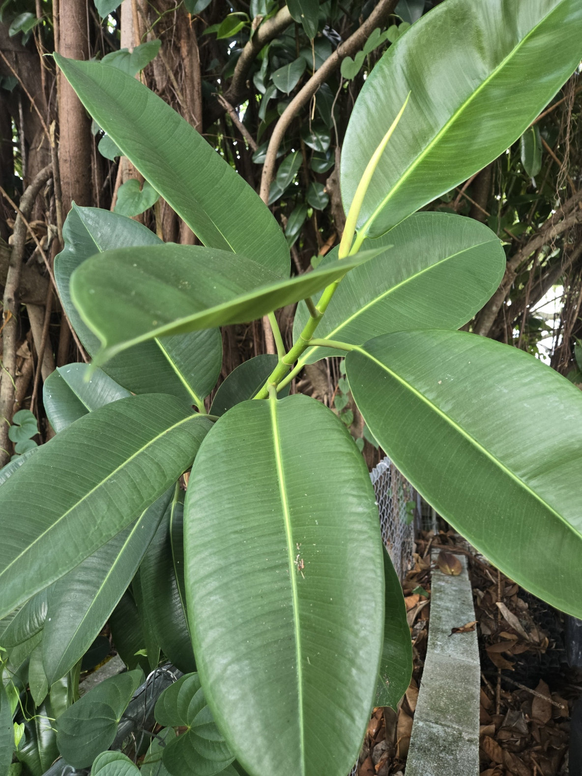 Live Ficus Elastica Rubber Plant Node Cutting for Propagation – Starter ...