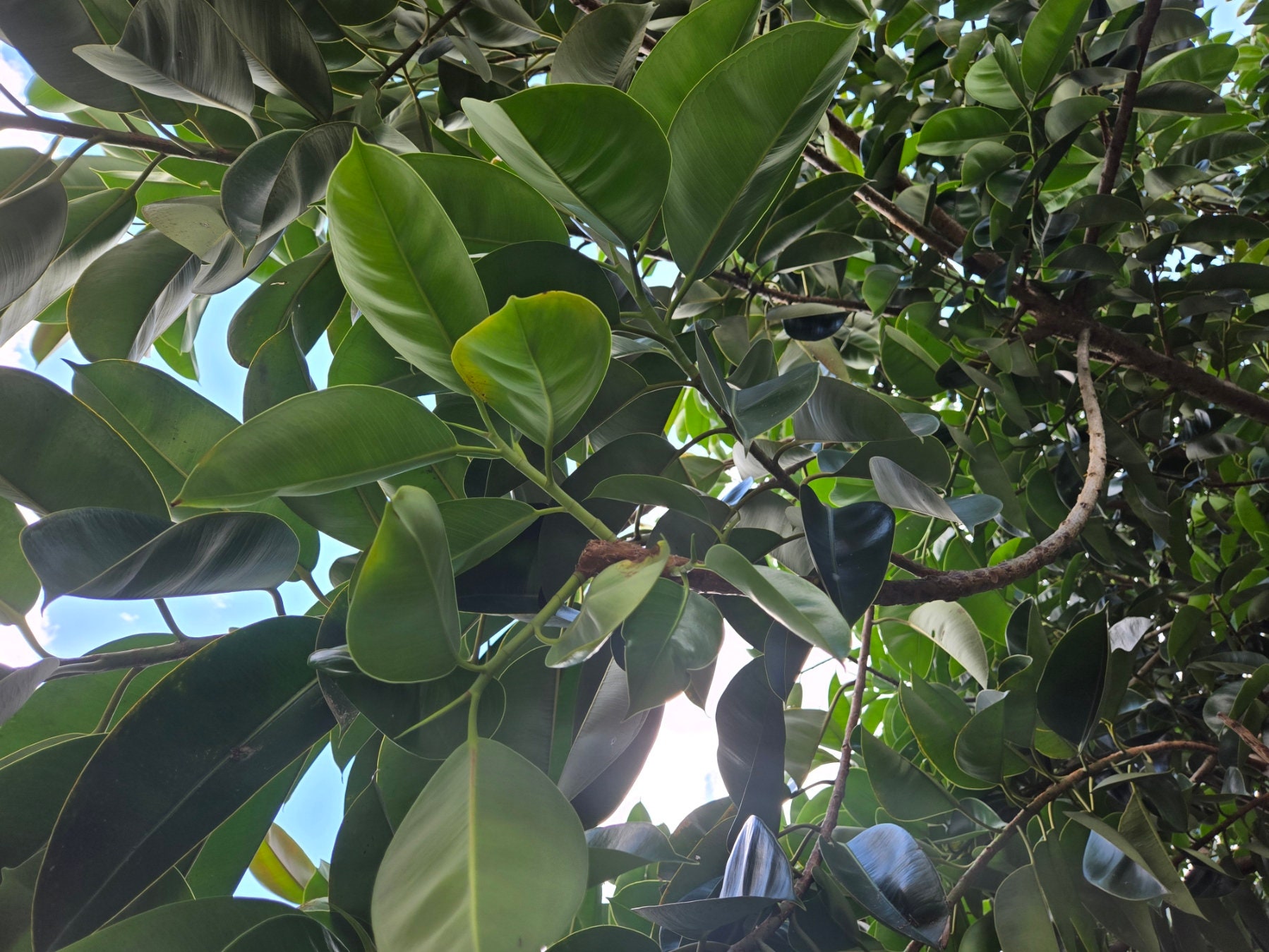 Live Ficus Elastica Rubber Plant Node Cutting for Propagation – Starter ...