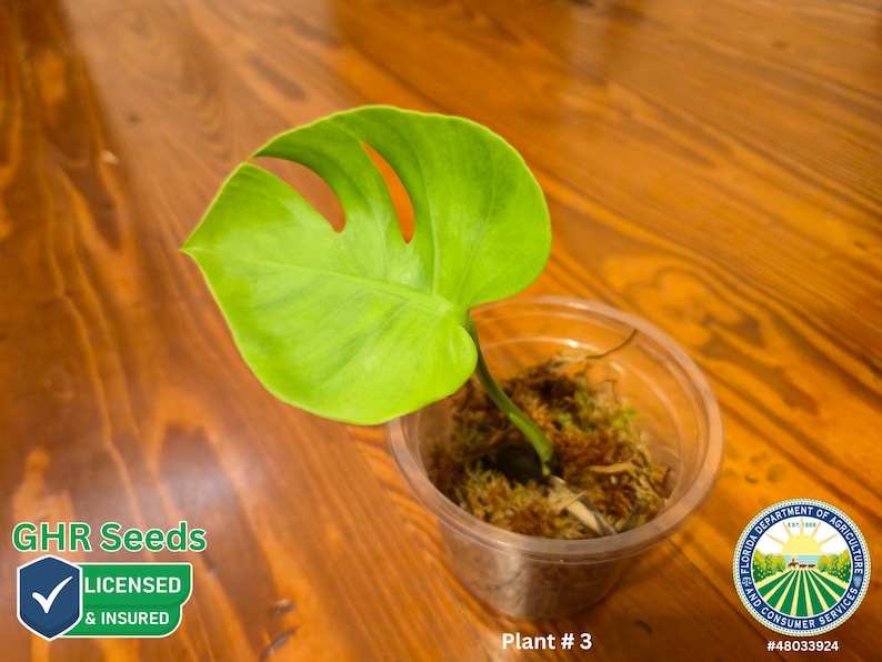 Baby Monstera Deliciosa Plants in Sphagnum Moss, Exotic House Plant Lot ...
