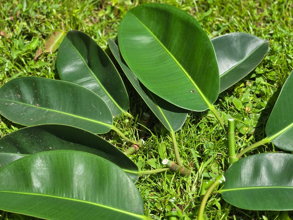 Live Ficus Elastica Rubber Plant Node Cutting for Propagation – Starter ...