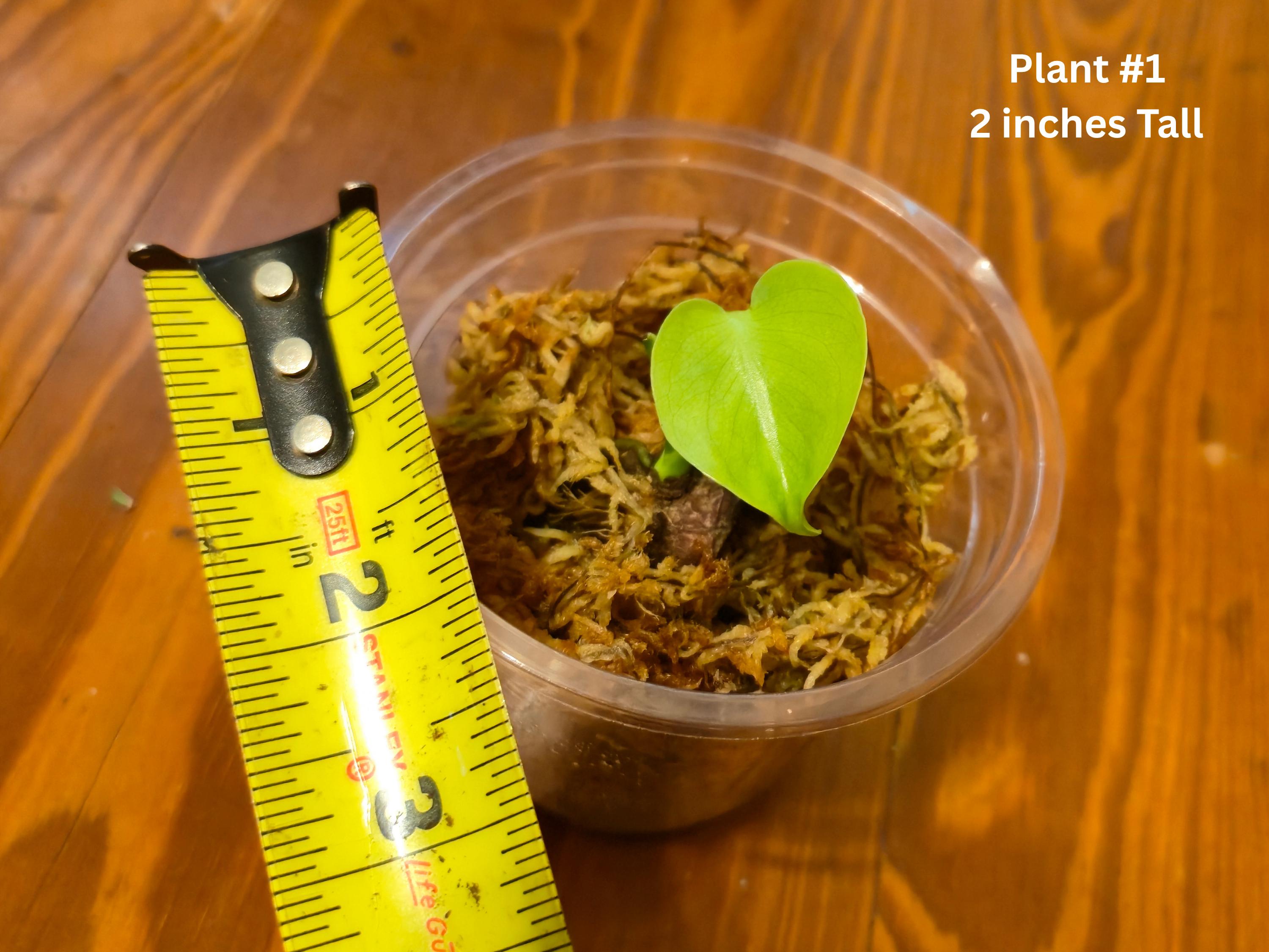 Baby Monstera Deliciosa Plants in Sphagnum Moss, Exotic House Plant Lot ...