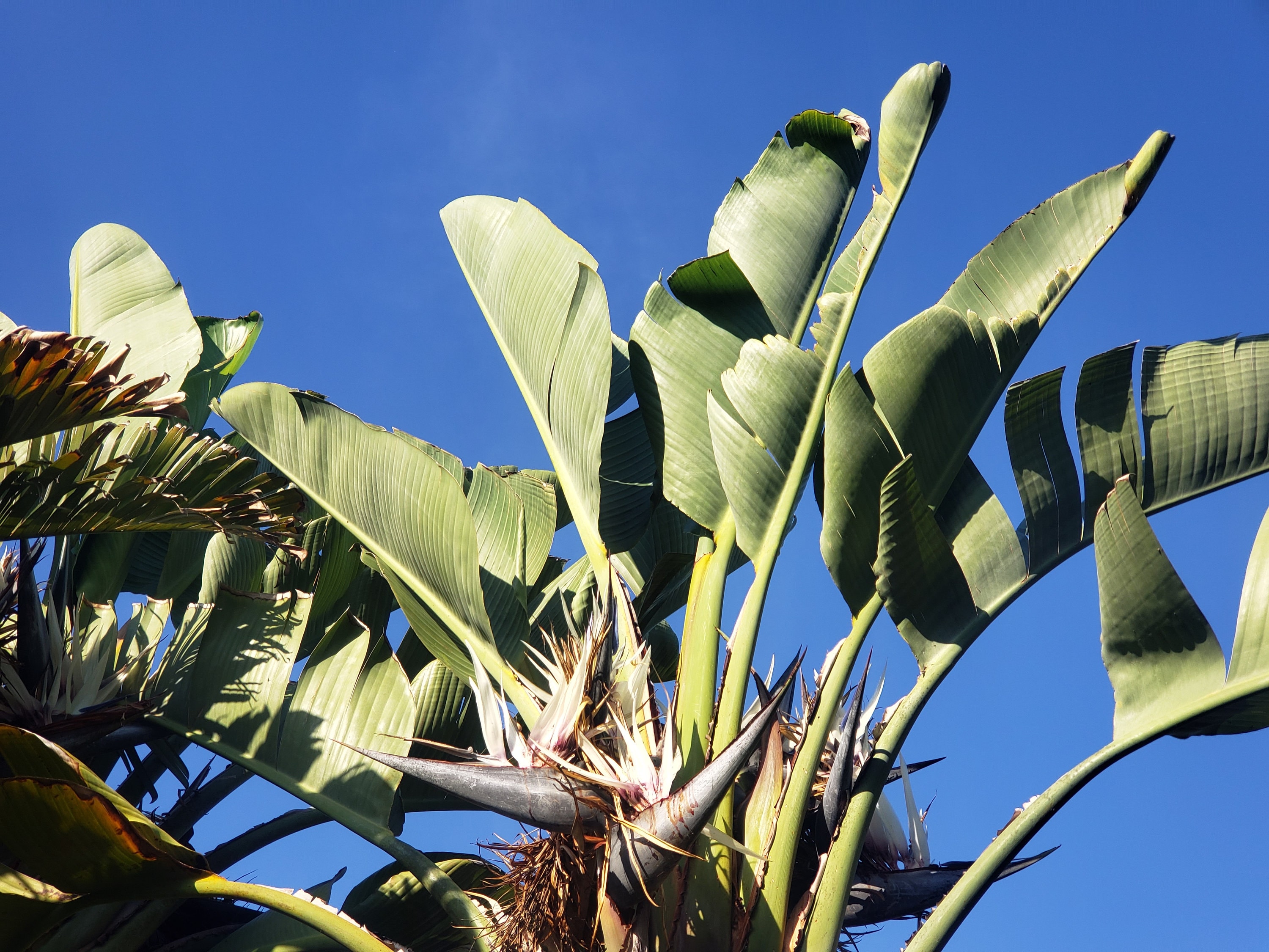 Strelitzia Nicolai - Giant White Bird of Paradise Seeds - Etsy