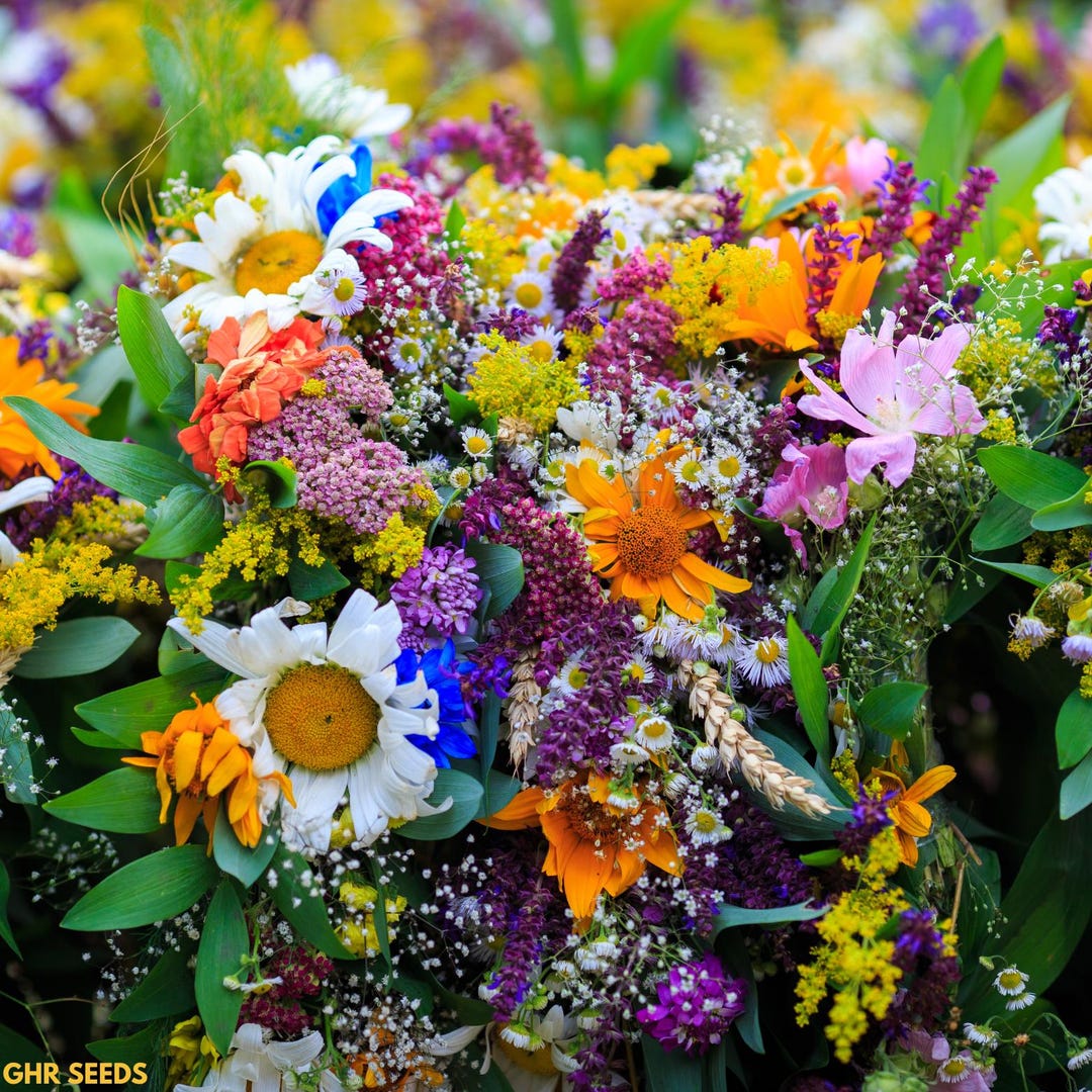 Wildflower Seeds – Perennial Seed Pack Butterflies & Hummingbirds ...