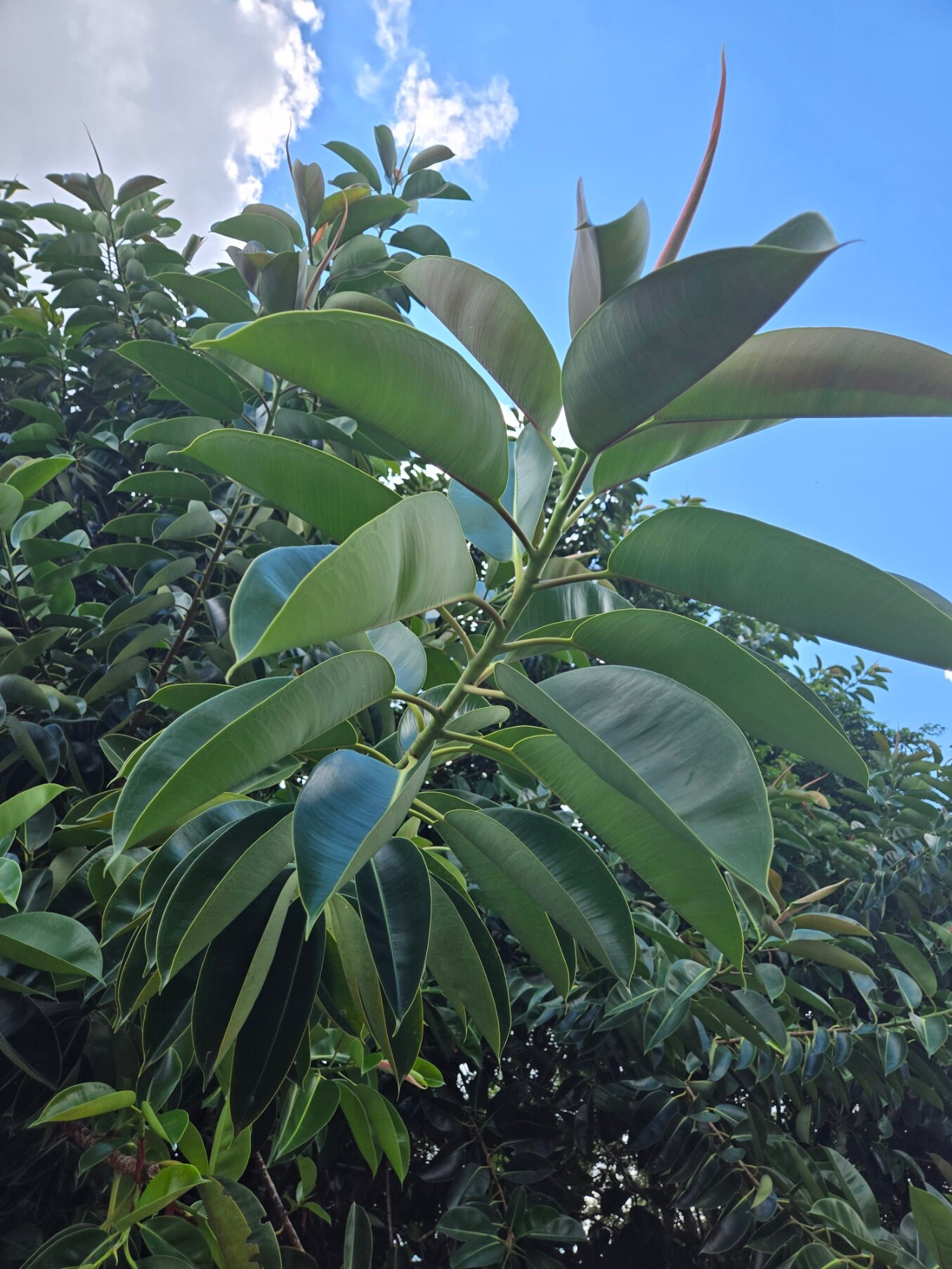 Live Ficus Elastica Rubber Plant Node Cutting for Propagation – Starter ...