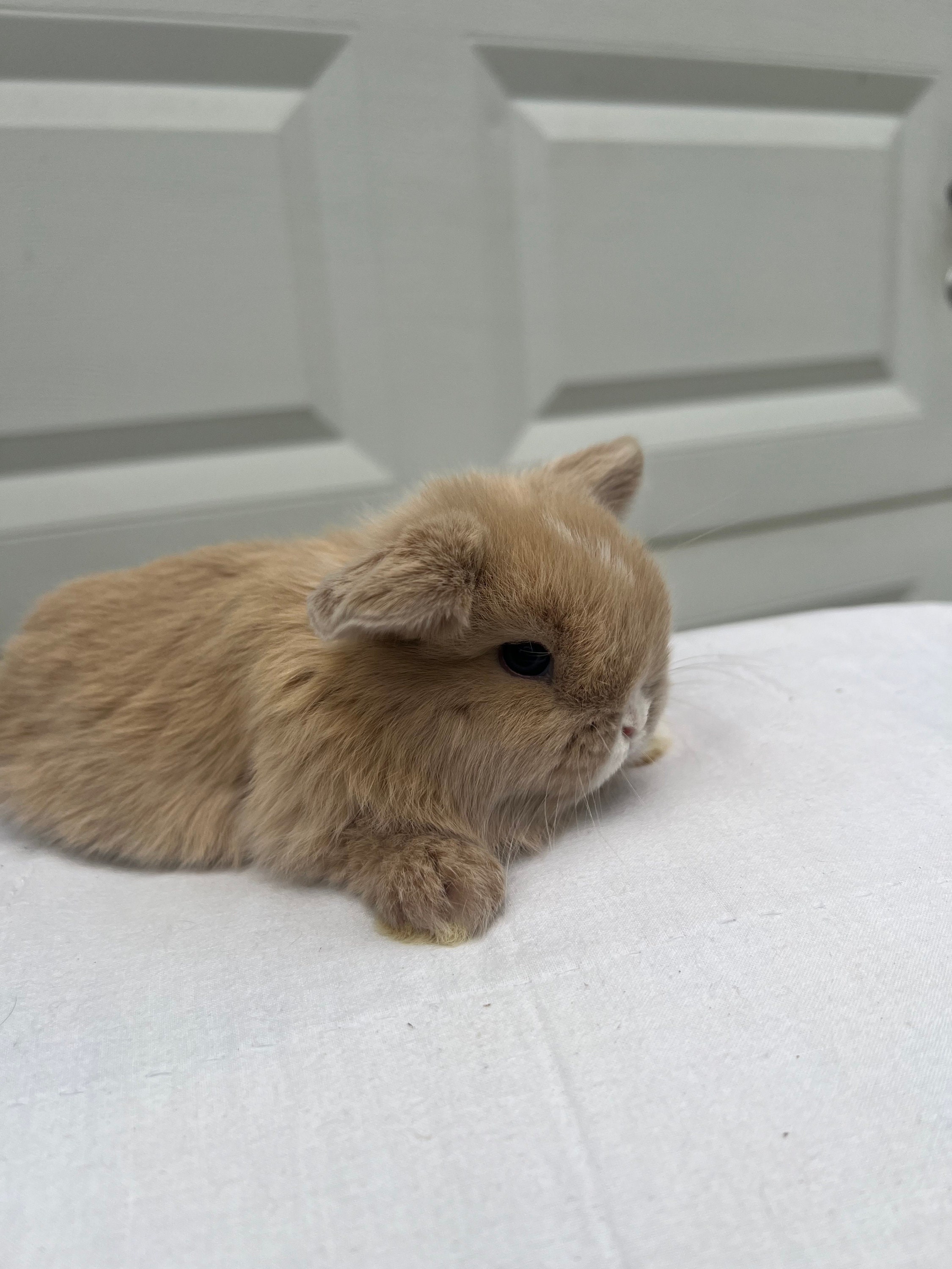 Organic Rabbit Fertilizer - Etsy