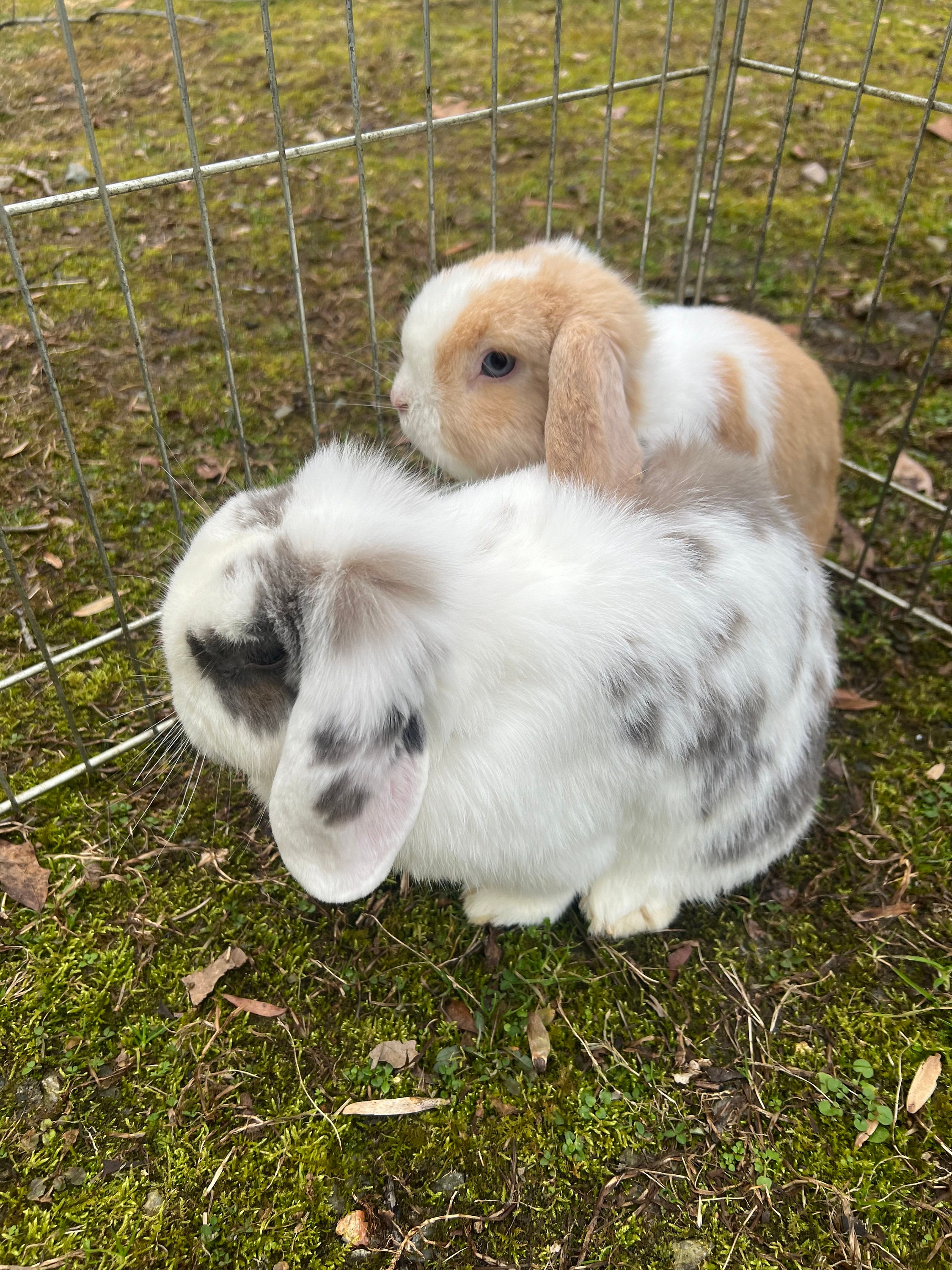 Organic Rabbit Fertilizer - Etsy