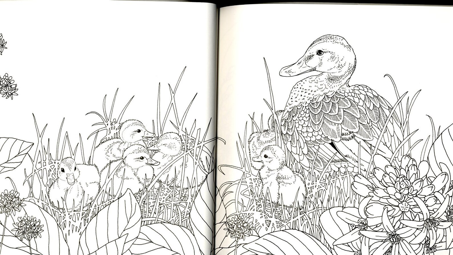 Forest Animals Coloring Book Japanese Coloring Book - Etsy