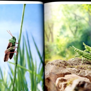 Miniature Crochet Insect Encyclopedia Japanese Craft Book - Etsy