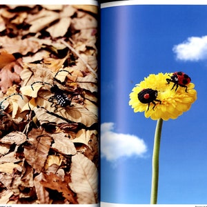 Miniature Crochet Insect Encyclopedia Japanese Craft Book - Etsy