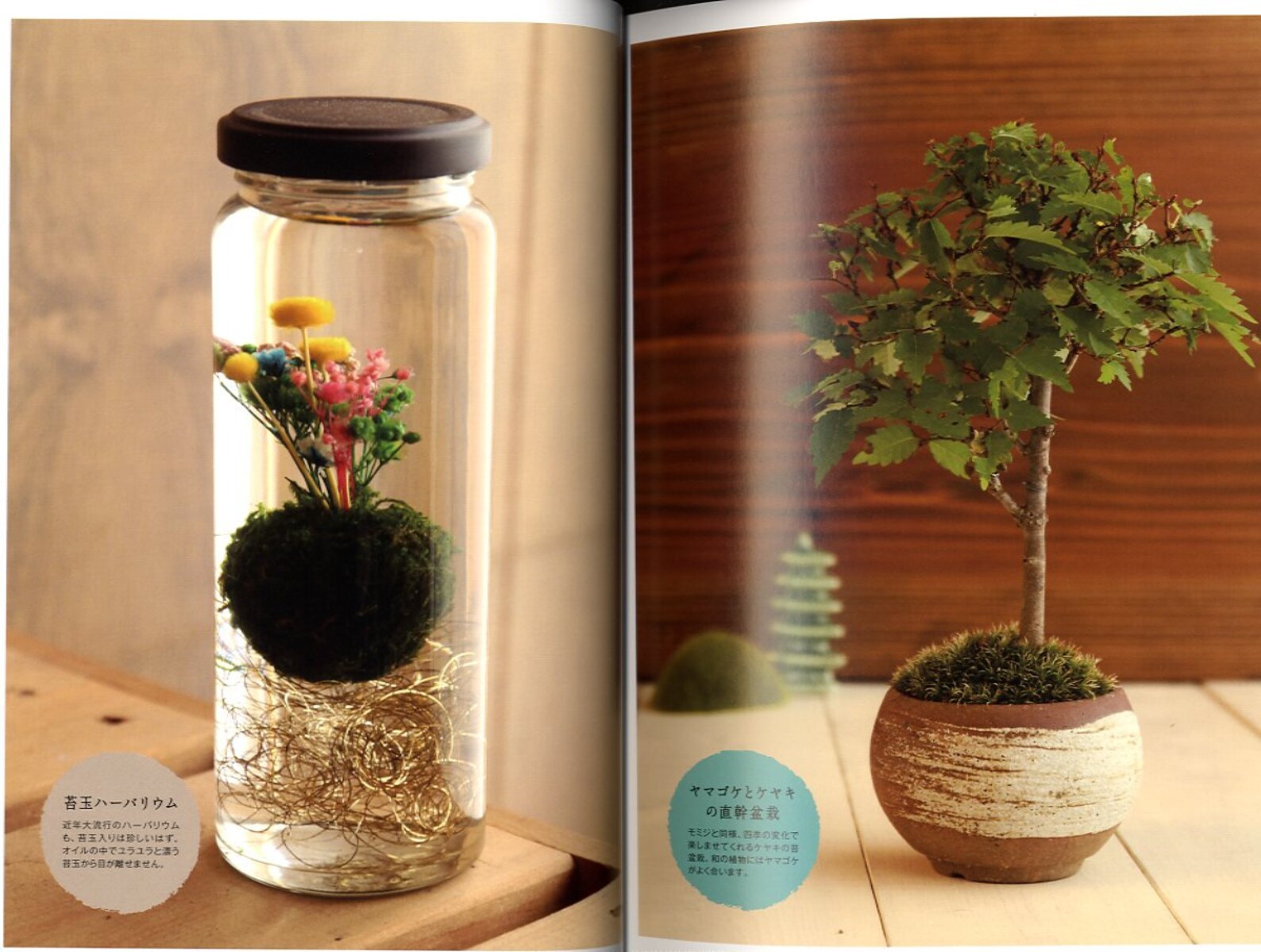 How to Enjoy Moss as A Hobby Japanese Koke Bonsai Book - Etsy