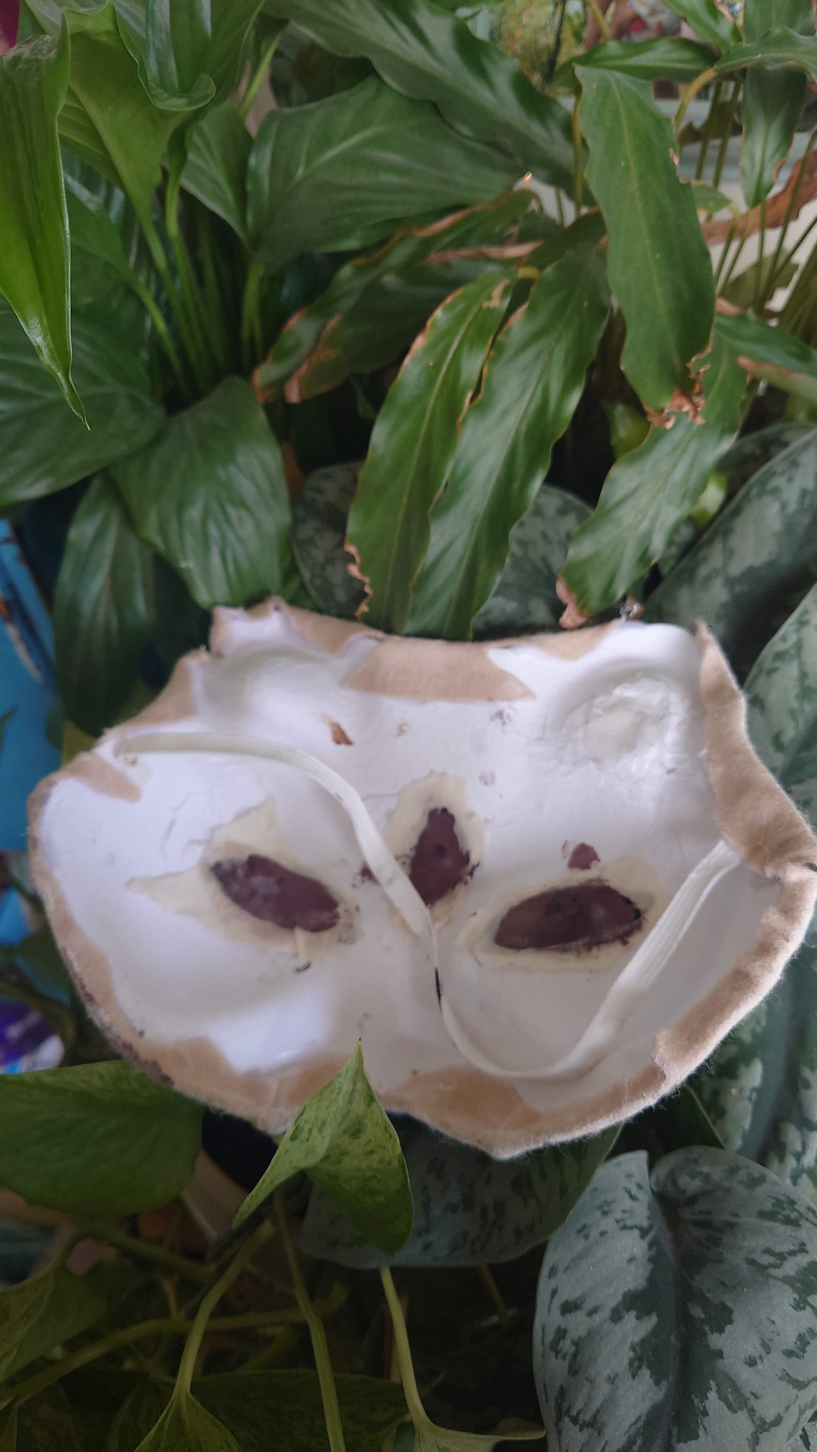 Siamese Cat Mask - Etsy