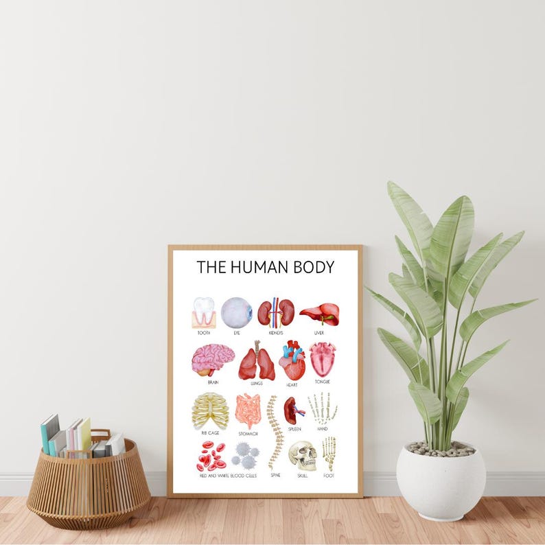 The Human Body Poster, Educational Poster, Homeschool Posters ...