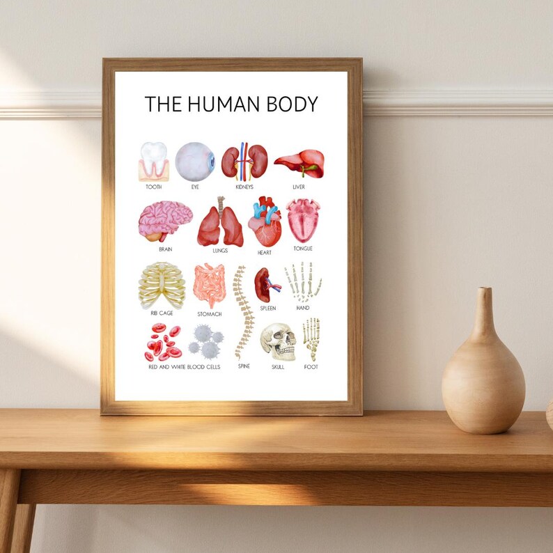 The Human Body Poster, Educational Poster, Homeschool Posters ...