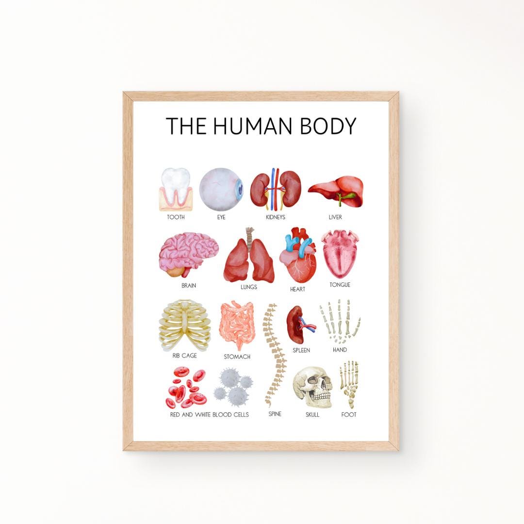 The Human Body Poster, Educational Poster, Homeschool Posters ...