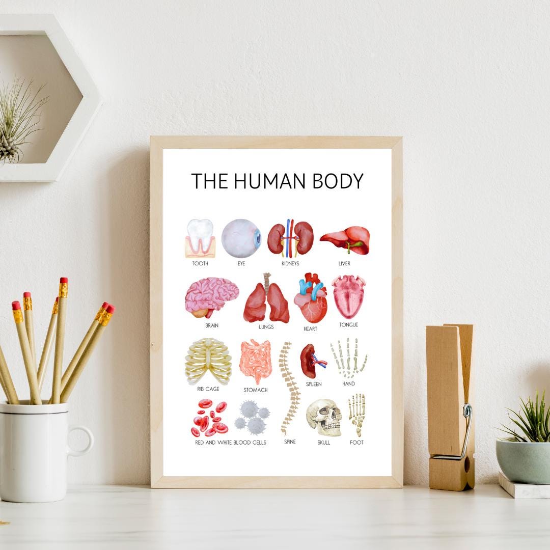 The Human Body Poster, Educational Poster, Homeschool Posters ...