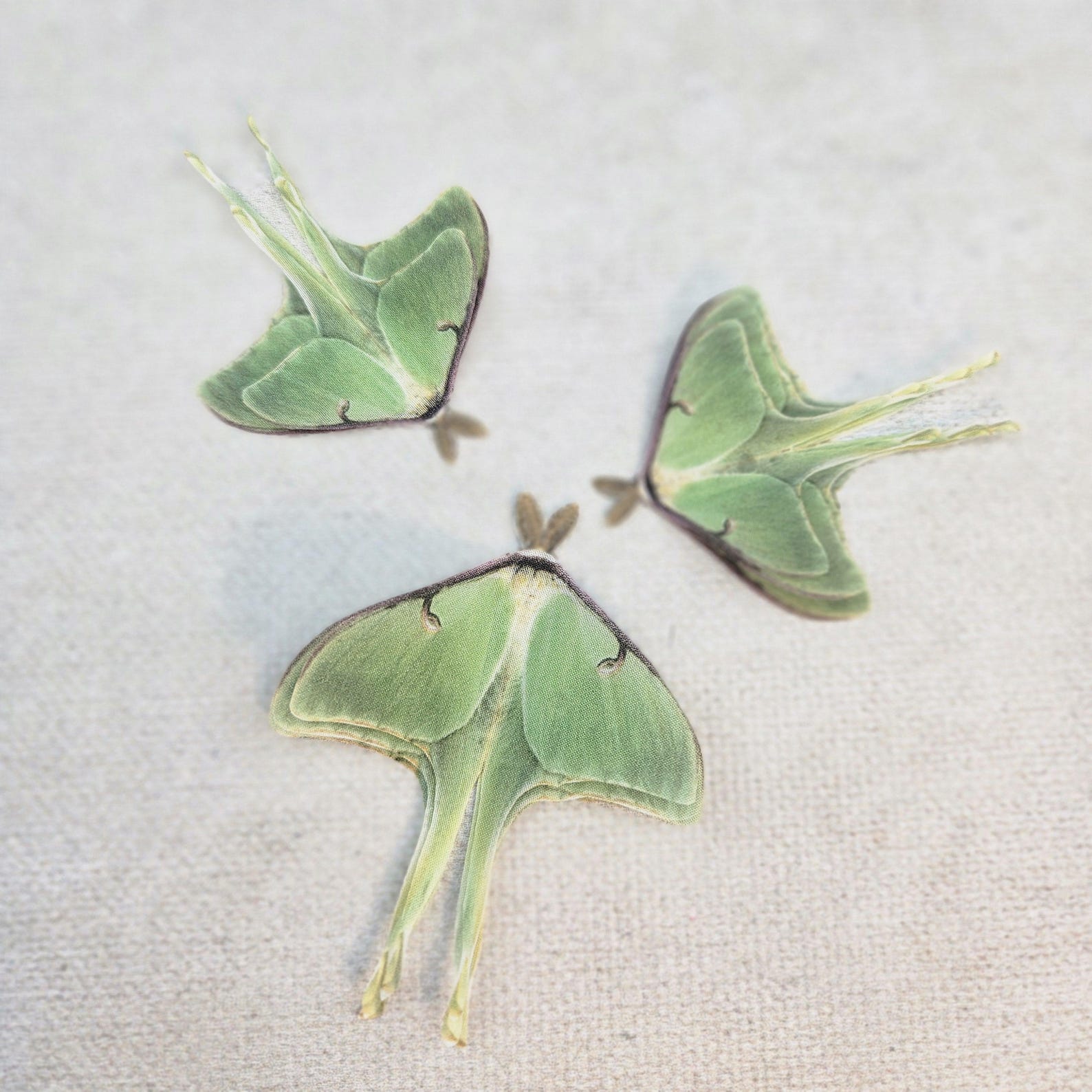 Realistic Luna Moth Hair Clips Set of 3, 3D Green Moon Moths With ...