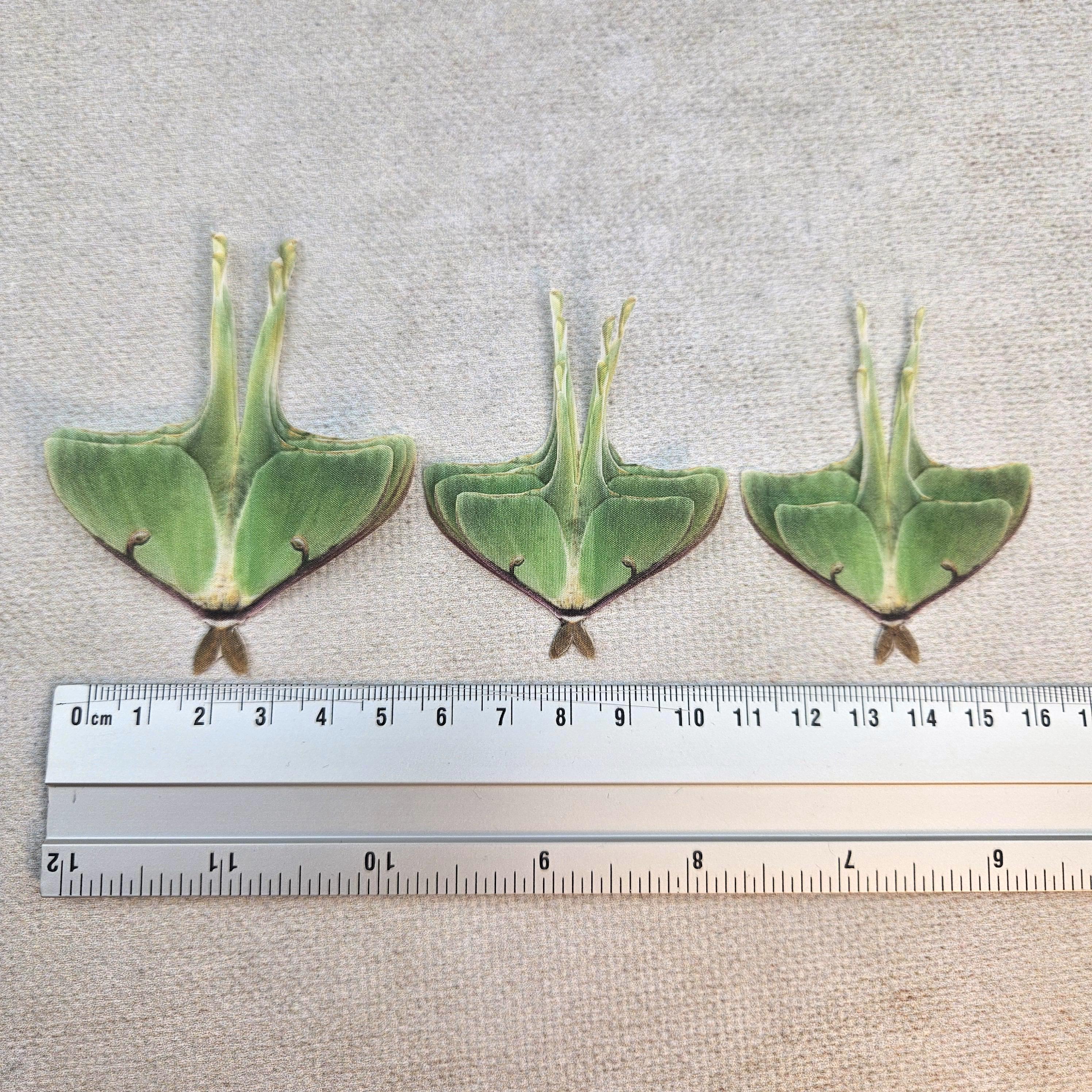 Realistic Luna Moth Hair Clips Set of 3, 3D Green Moon Moths With ...